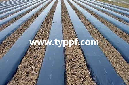 20ft PE Mulch film from China manufacturer - Sid packing